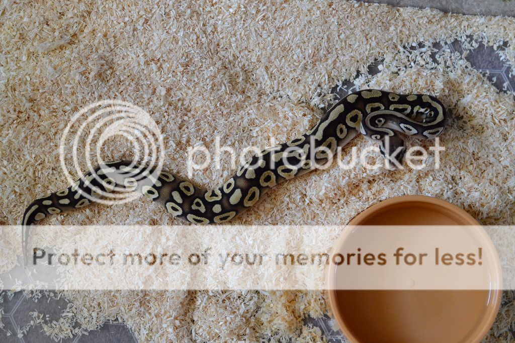 NW England - Royal pythons and setup for sale **BARGAIN** | Reptile Forums