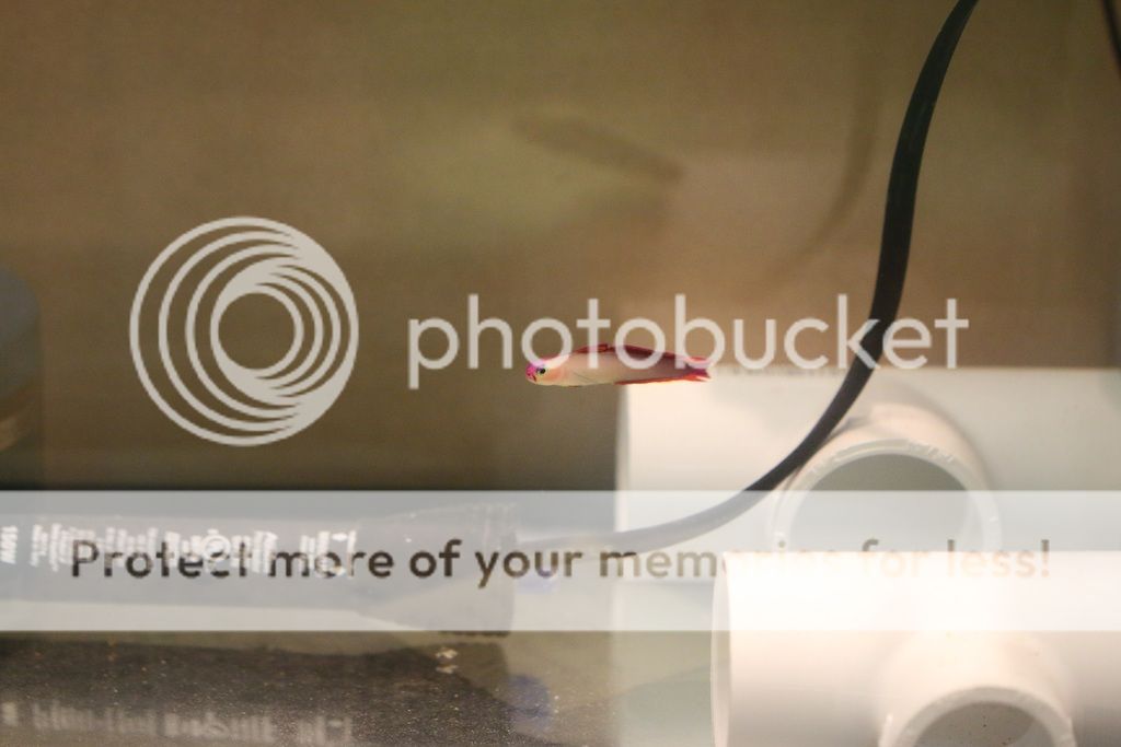 Possum wrasse not eating | Reef Central Online Community