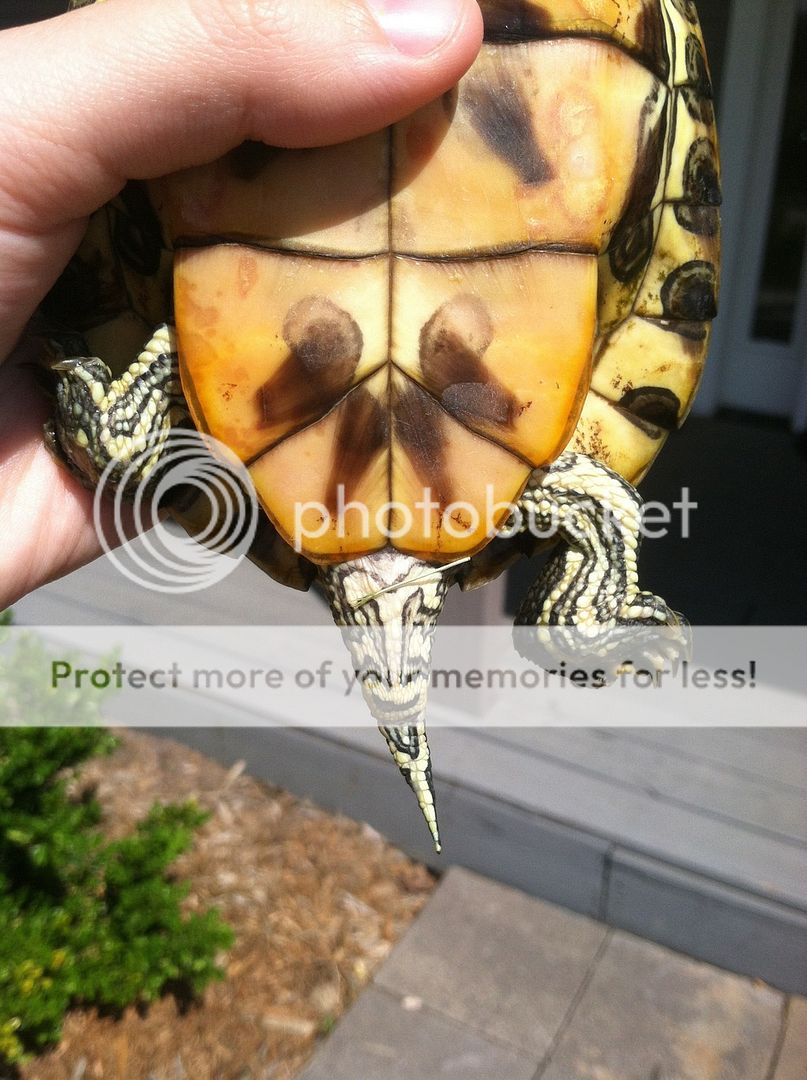 White spot on head? Sores on feet? Shell rot?!?!? - EMERGENCY CARE ...