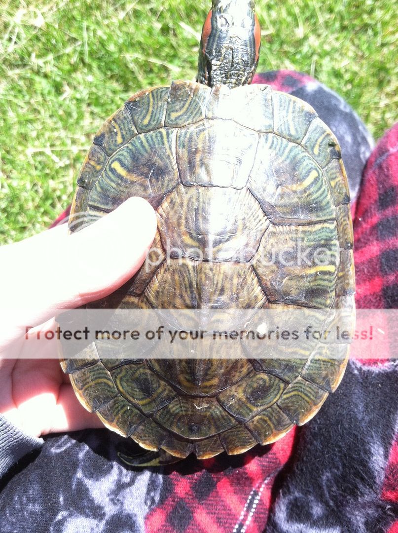 White spot on head? Sores on feet? Shell rot?!?!? - EMERGENCY CARE ...