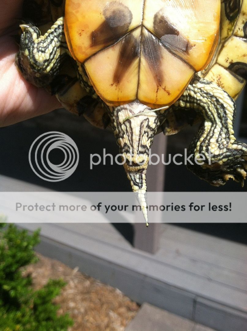 White spot on head? Sores on feet? Shell rot?!?!? - EMERGENCY CARE ...