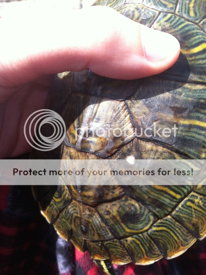 White spot on head? Sores on feet? Shell rot?!?!? - EMERGENCY CARE ...