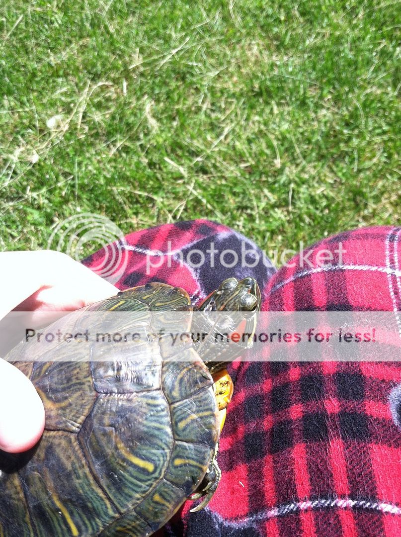 White spot on head? Sores on feet? Shell rot?!?!? - EMERGENCY CARE ...